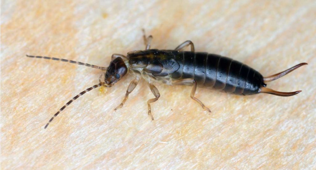 Earwig Infestations: Identification & Solutions