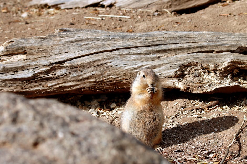 Safe Rodent Removal Techniques To Know