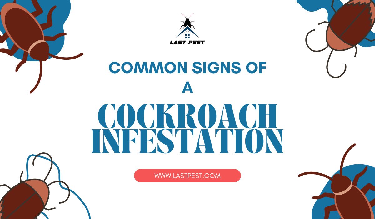 Common Signs of a Cockroach Infestation in Your Home