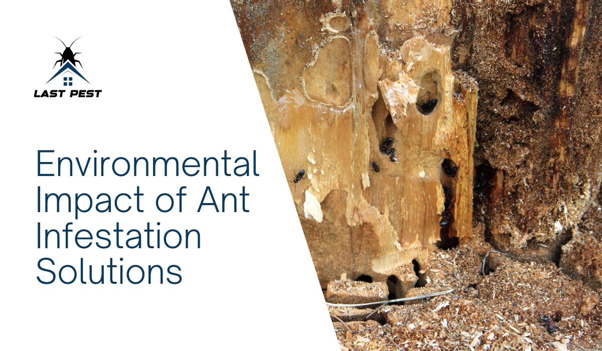 Environmental Impact of Ant Infestation Solutions