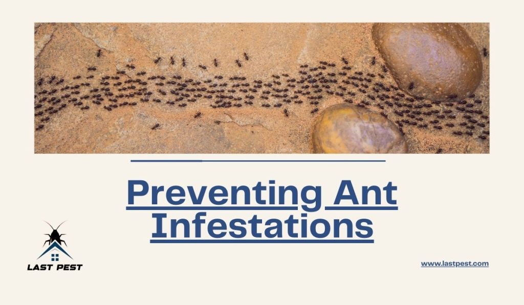 Preventing Ant Infestations: Proactive Measures
