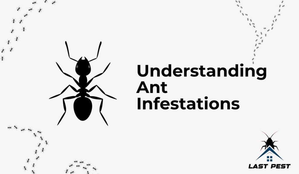 Understanding Ant Infestations: Causes and Signs