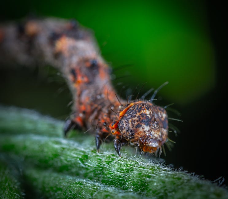 Dangers of Seasonal Pest Infestations
